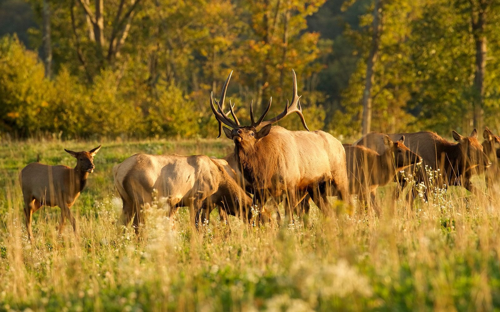 Hunting & Leasing - Three Rivers Forest Management