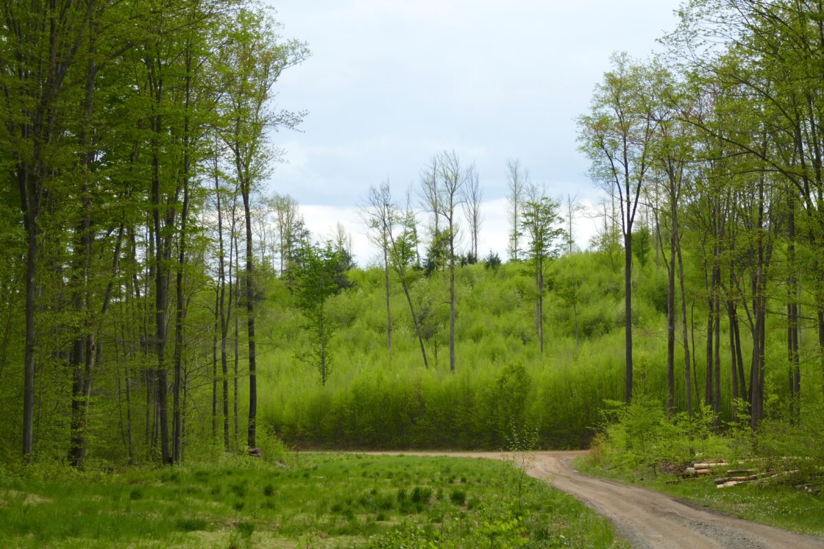 Home - Three Rivers Forest Management