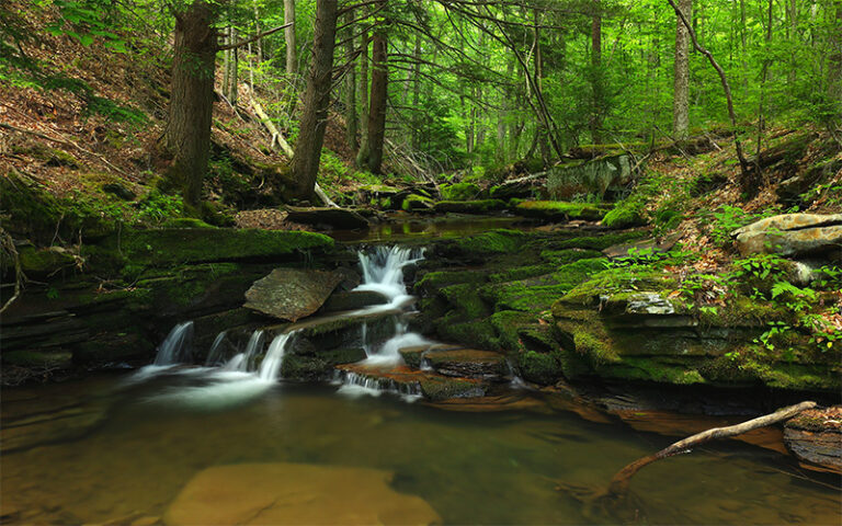 Hunting & Leasing - Three Rivers Forest Management