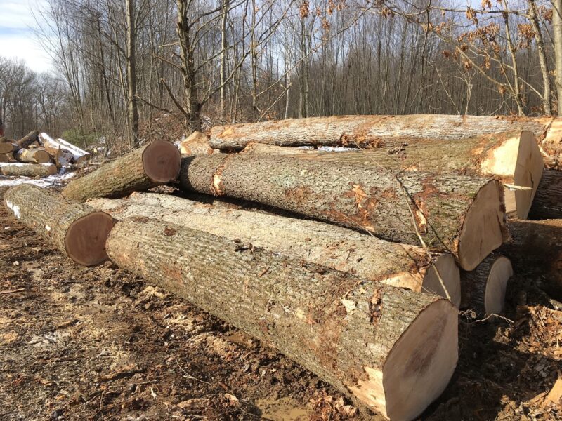 Timber Harvesting - Three Rivers Forest Management