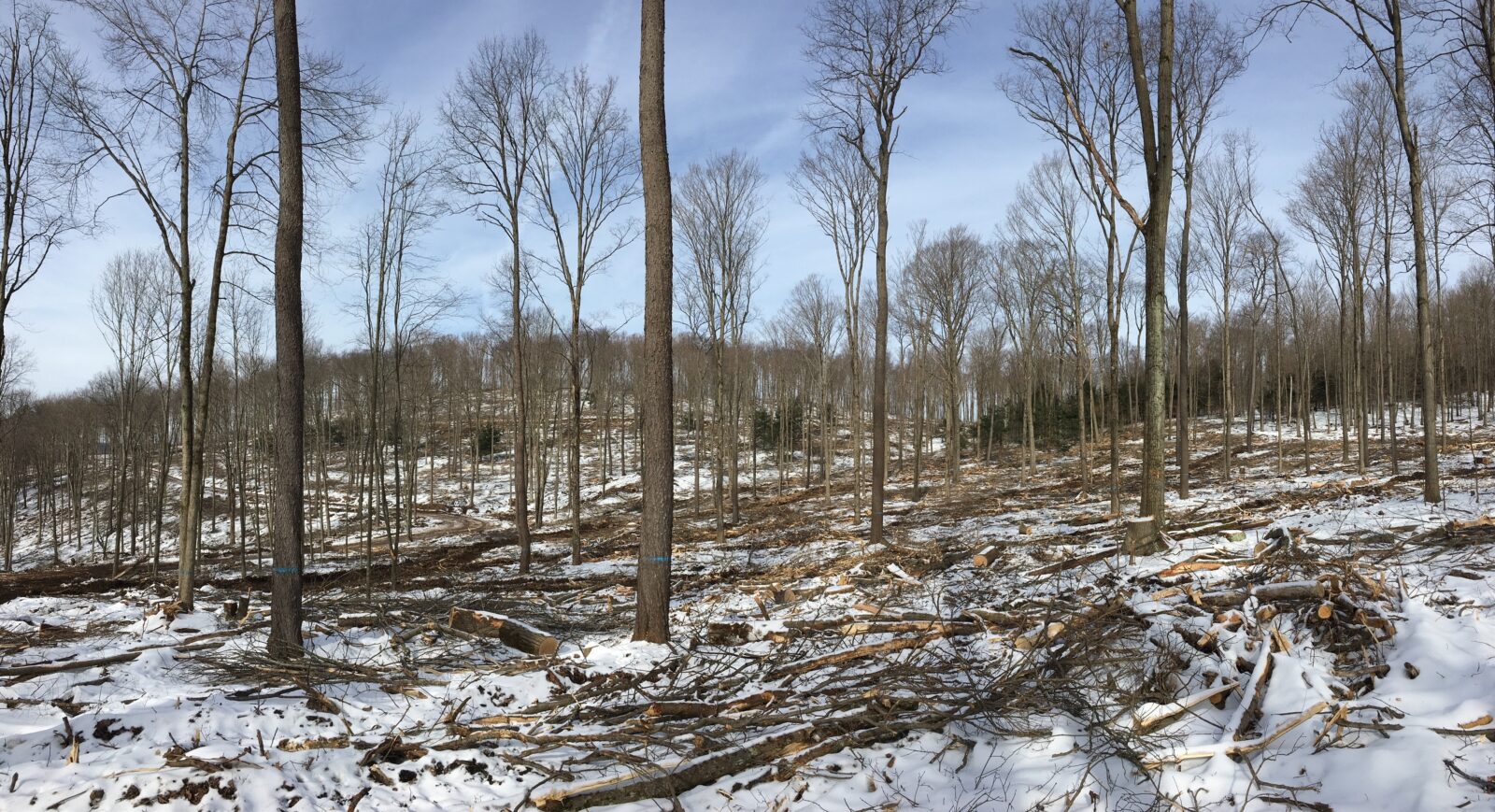 Managed Forests - Three Rivers Forest Management